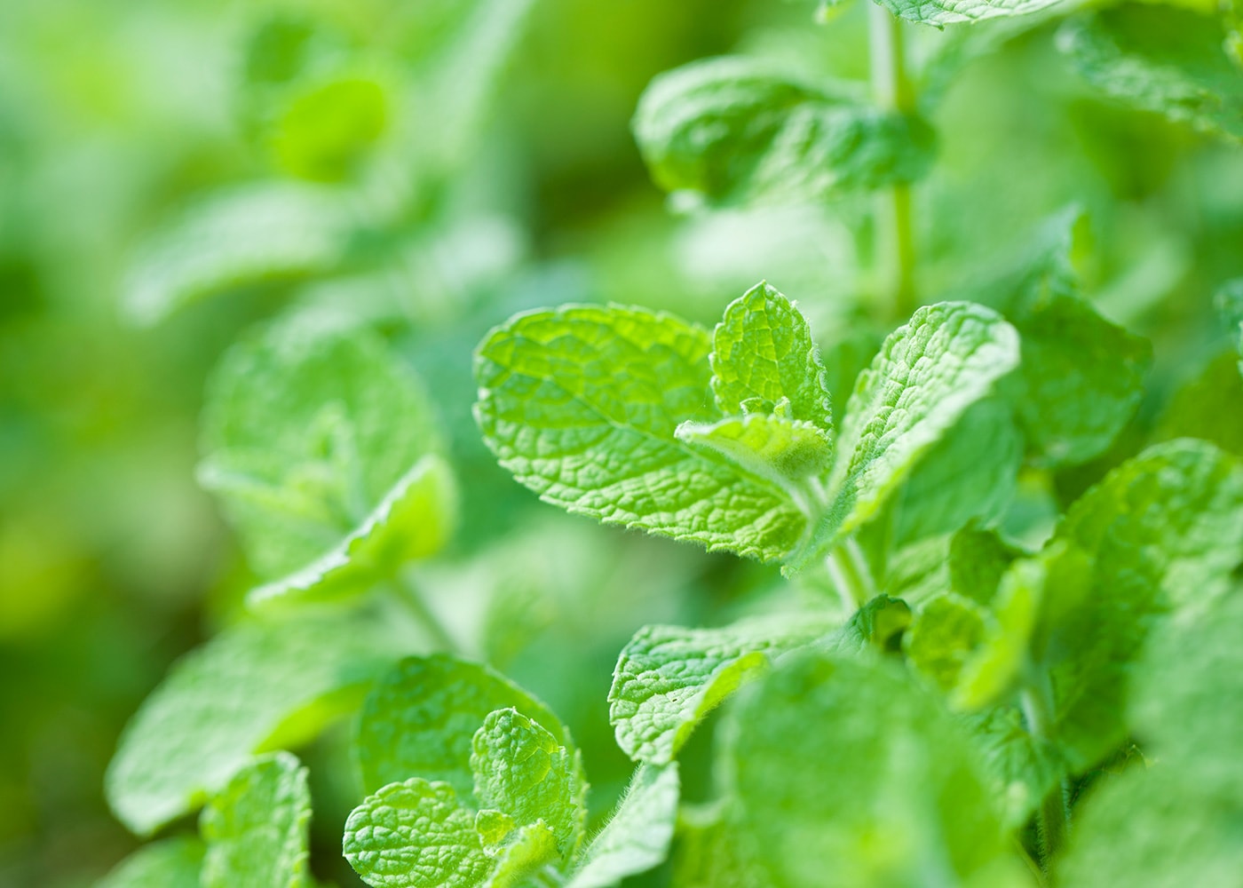 UV PROTECTIVE EMULSION FOR BODY | Clé de Peau Beauté